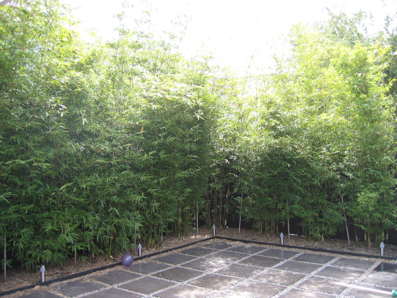 Bamboo Grown in Melbourne | Red Cloud Bamboo Nursery