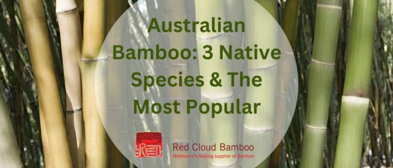 Is Bamboo Native to Australia? | The Truth About Aussie Bamboo