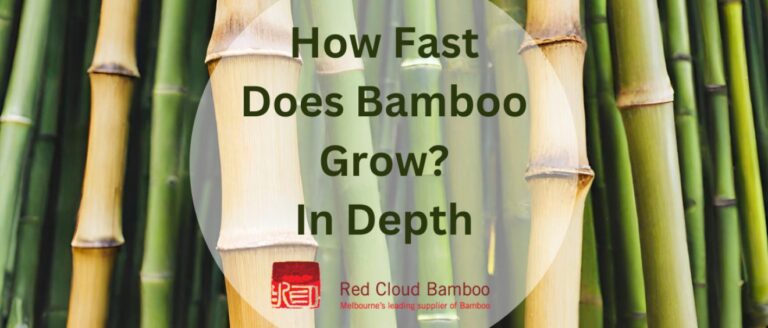 How Fast Does Bamboo Grow? | Growth Timeline Explained