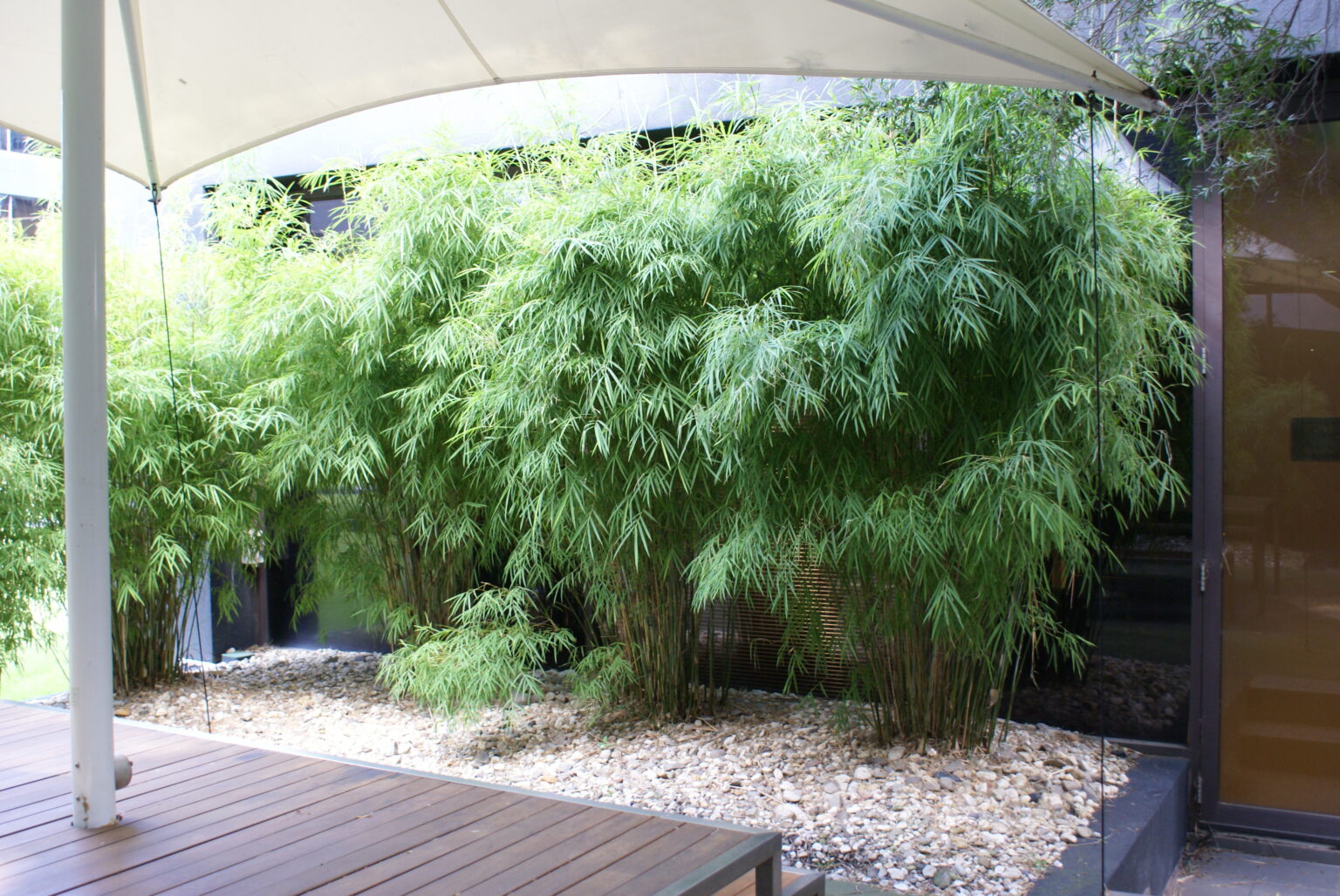 Clumping Bamboo | Non-Invasive Bamboo Grown in Victoria