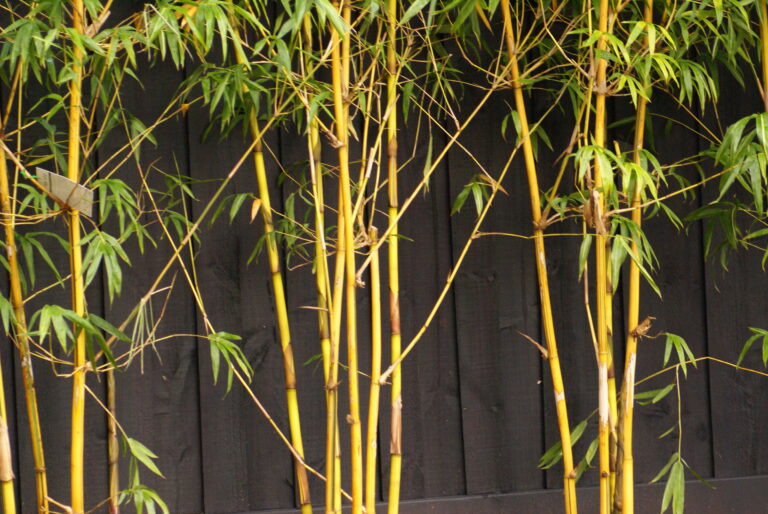 Clumping Bamboo | Non-Invasive Bamboo Grown in Victoria