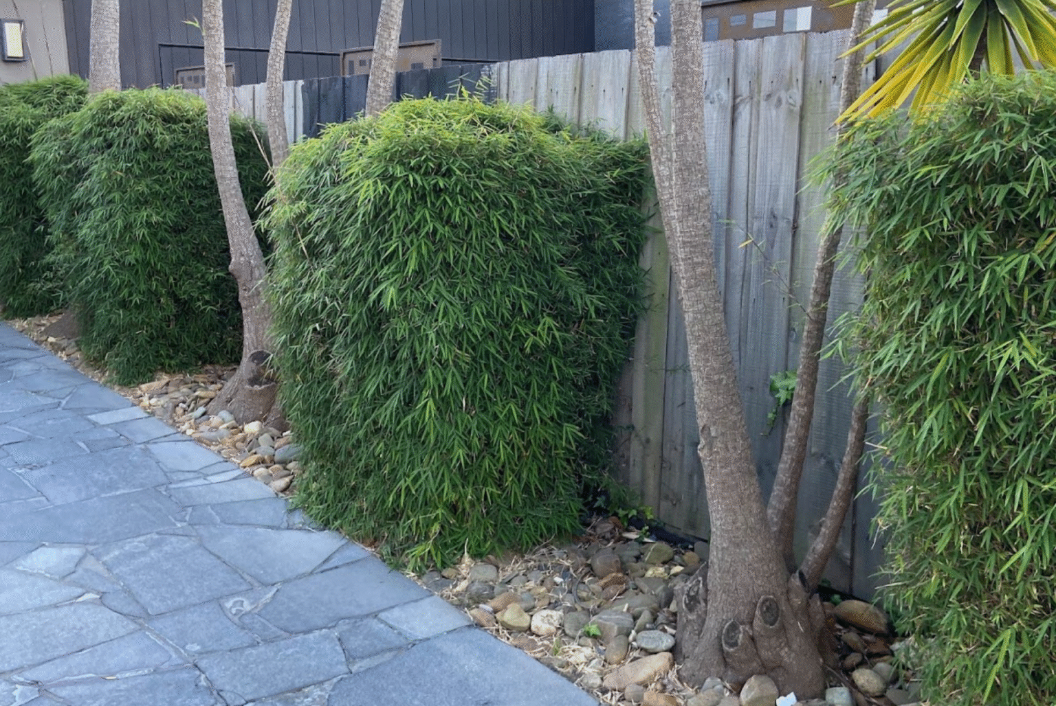 Clumping Bamboo | Non-Invasive Bamboo Grown in Victoria