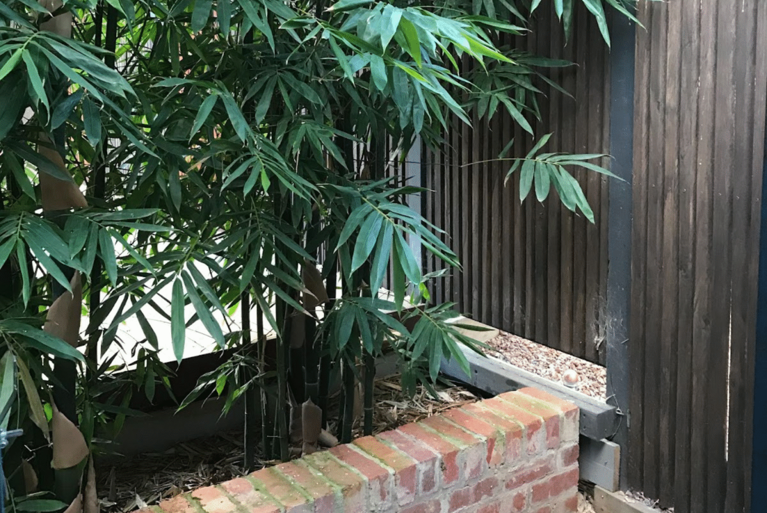 Clumping Bamboo | Non-Invasive Bamboo Grown in Victoria
