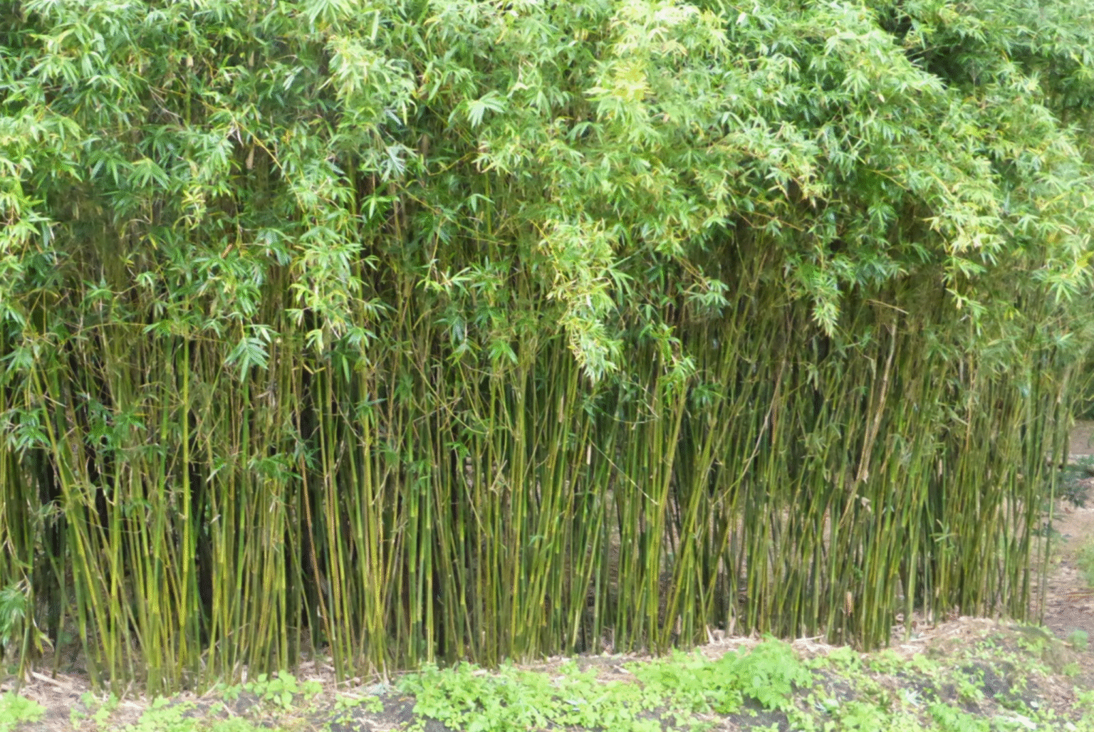 Clumping Bamboo | Non-Invasive Bamboo Grown in Victoria