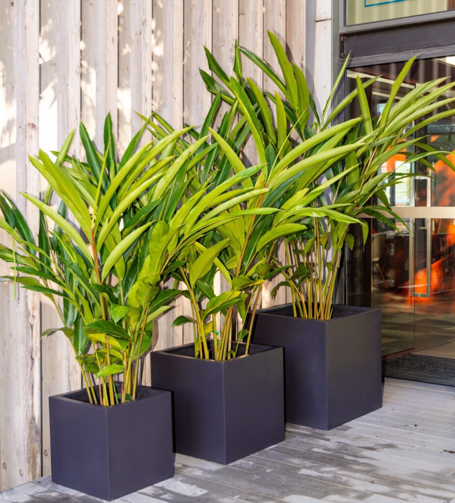 Fibreglass Planter Boxes - Square - Bamboo Plus