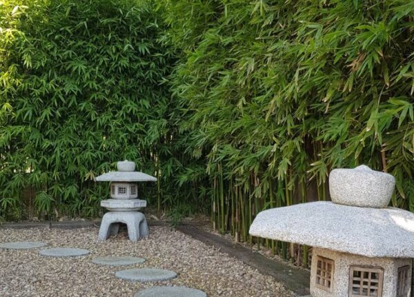 Clumping Bamboo | Non-Invasive Bamboo Grown in Victoria